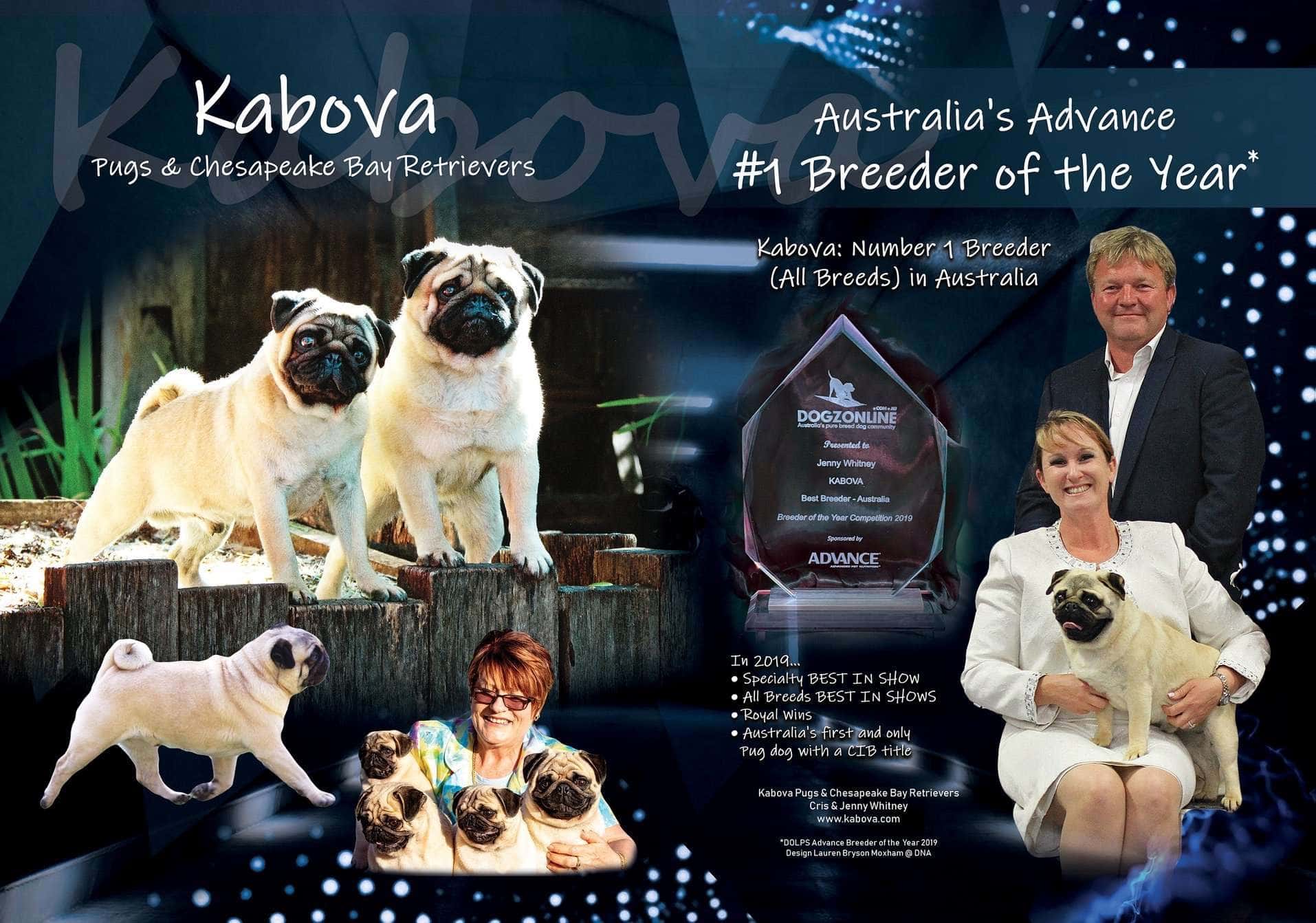Number 1 & Number 2 Rising Stars in Australia (Toy Group) | Kabova Pugs ...
