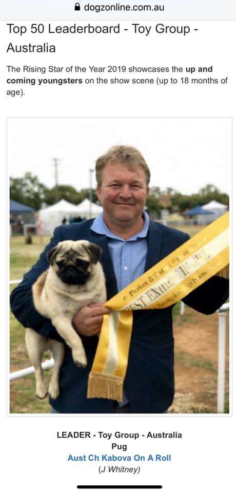 Number 1 & Number 2 Rising Stars in Australia (Toy Group) | Kabova Pugs ...