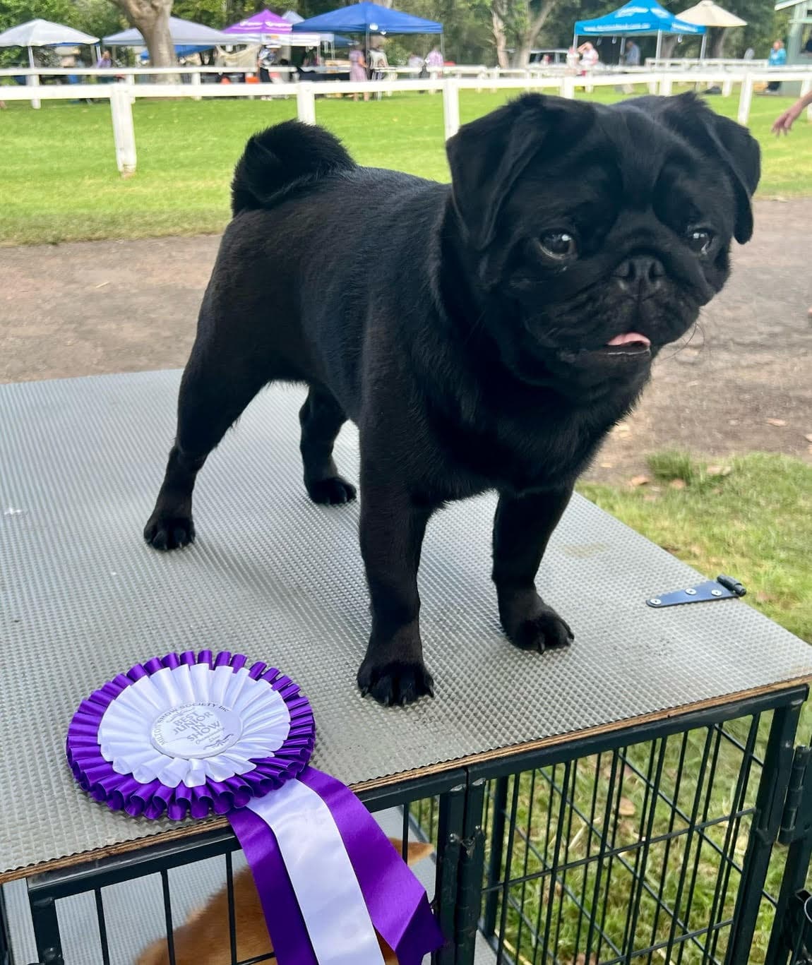 Jason wins Junior in Show | Kabova Pugs and CBR