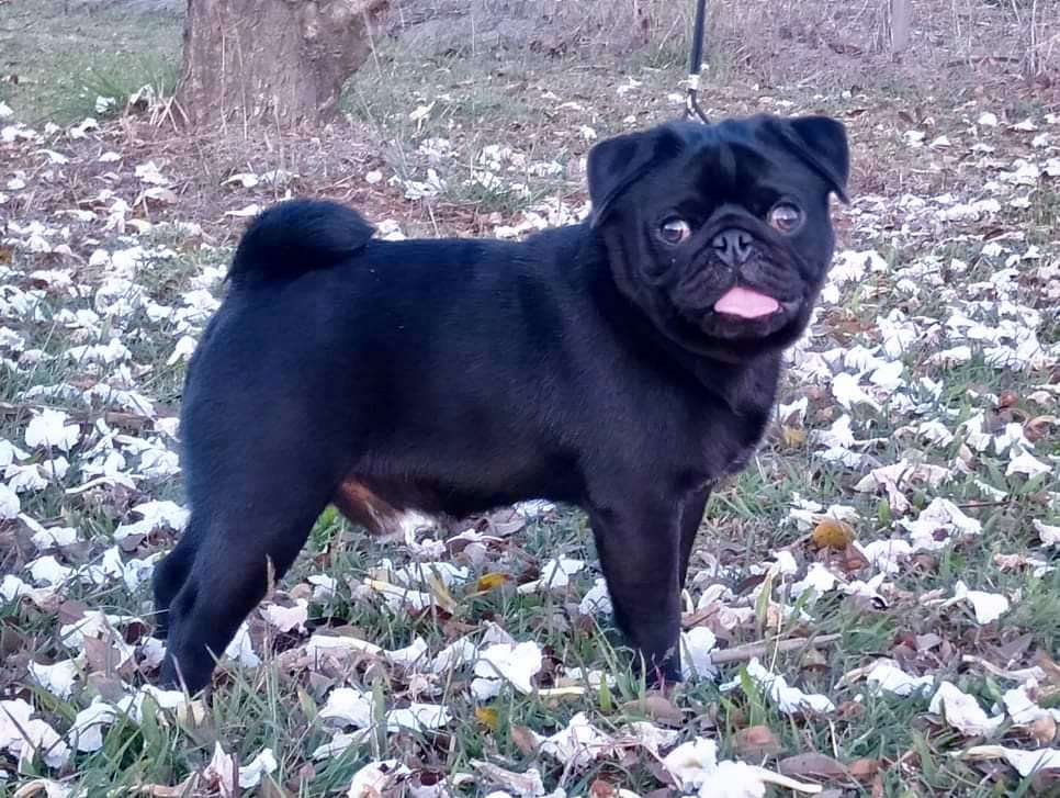New Australian Champion | Kabova Pugs and CBR